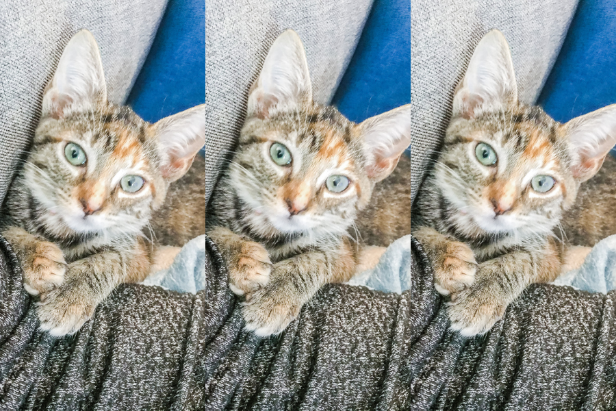 9 Cat Products Every New Cat Parent Needs - Crissy Metz Home & Lifestyle